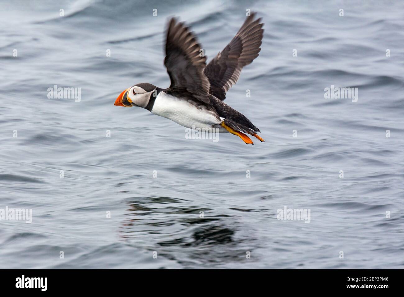 Puffin in flight hi-res stock photography and images - Alamy