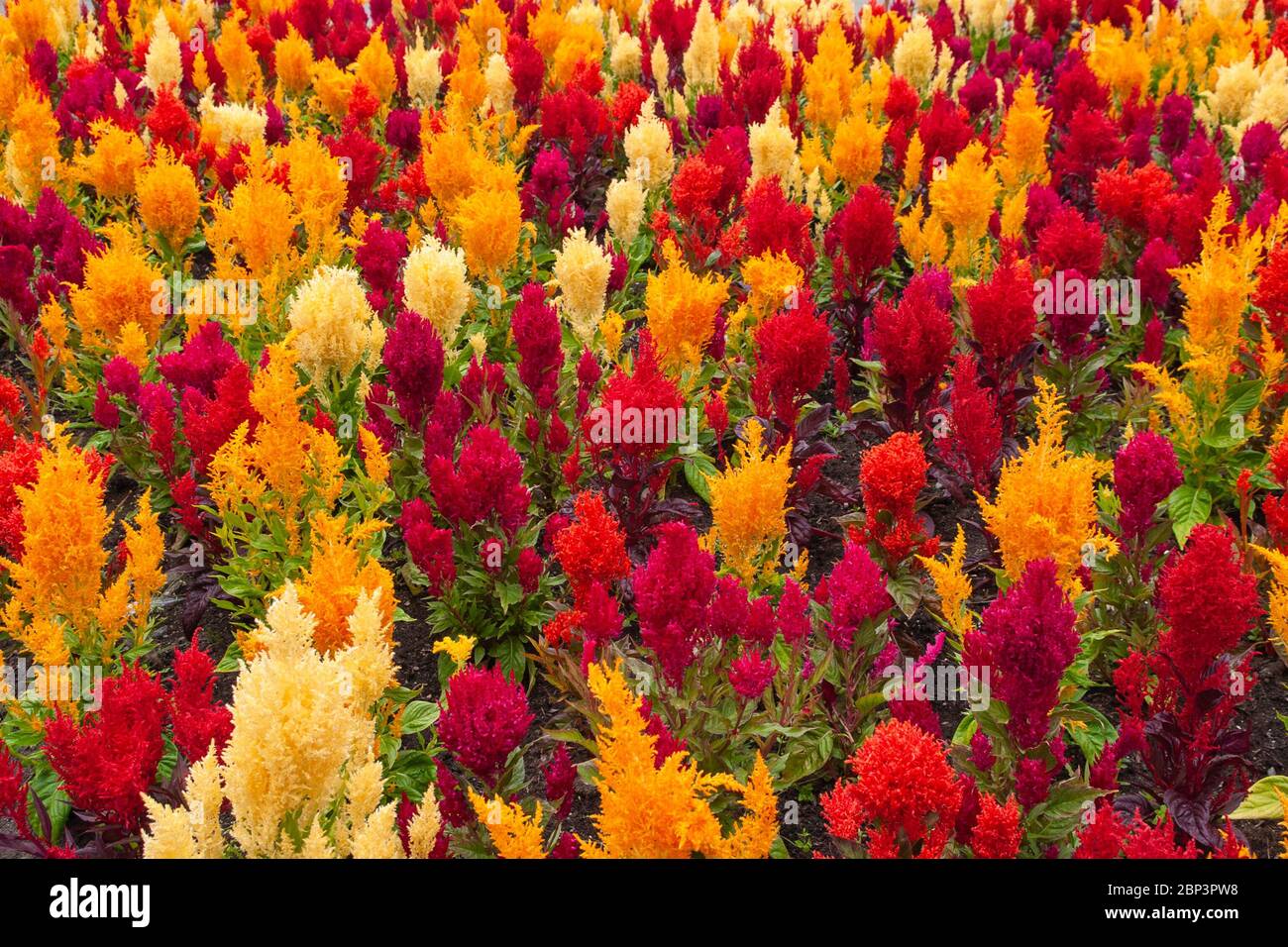 Flowering Salvia in downtown Victoria, British Columbia, Canada, near ...