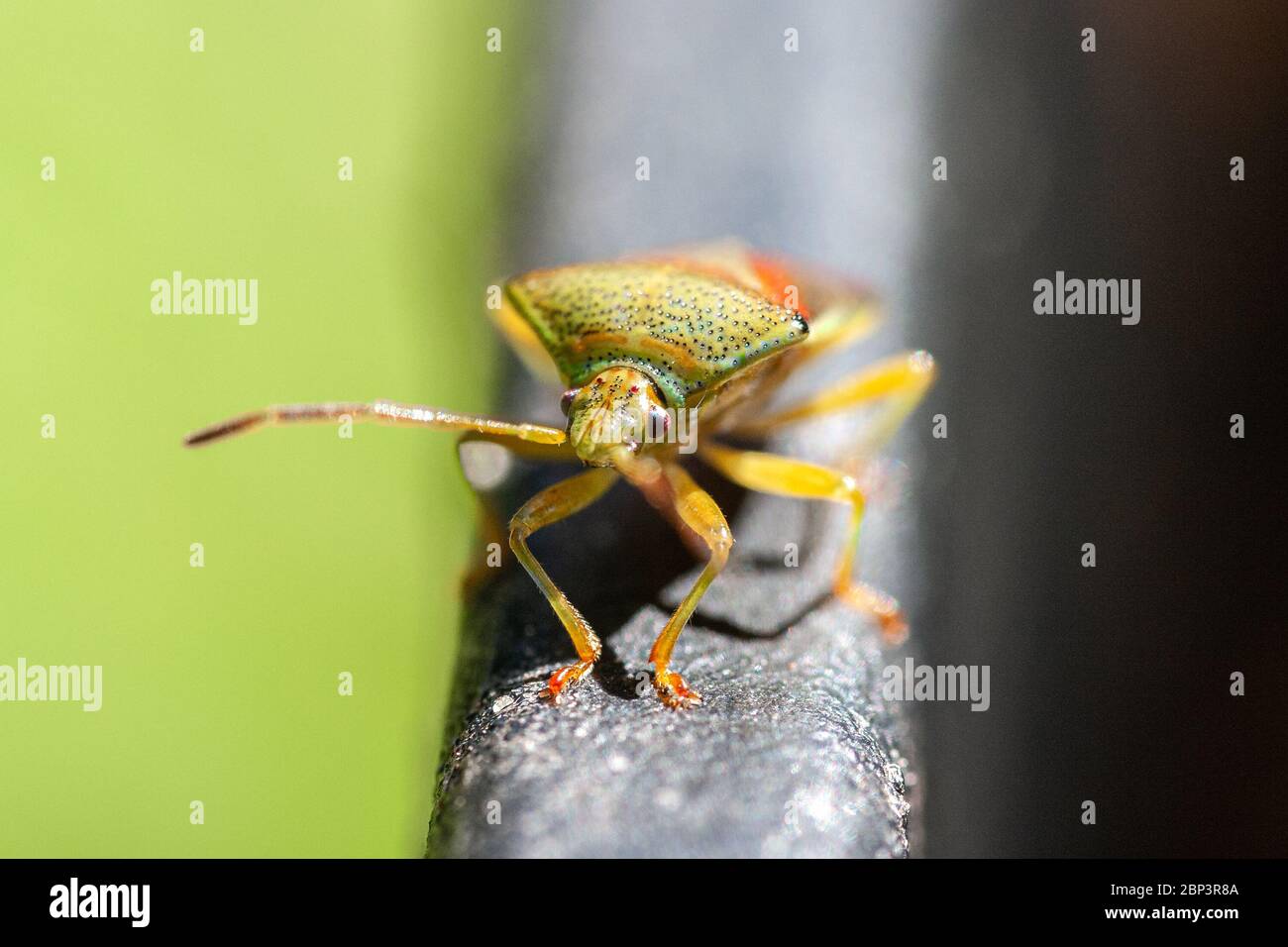 Birch shield bug (Elasmostethus interstinctus), small woodland ...