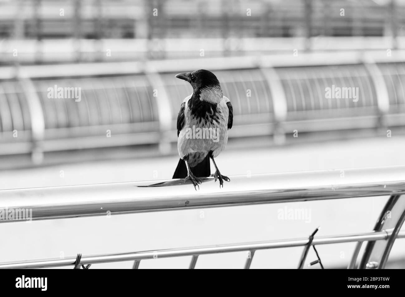 Living in urban jungles. Black crow sit railing searching food. Large ...