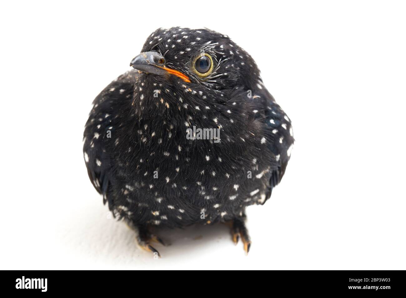 A young plaintive cuckoo bird (Cacomantis merulinus) isolated on white ...