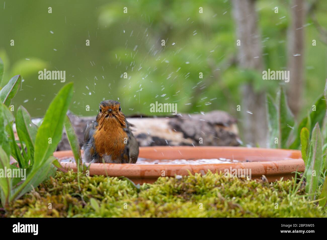 Robin bird bath hi-res stock photography and images - Alamy