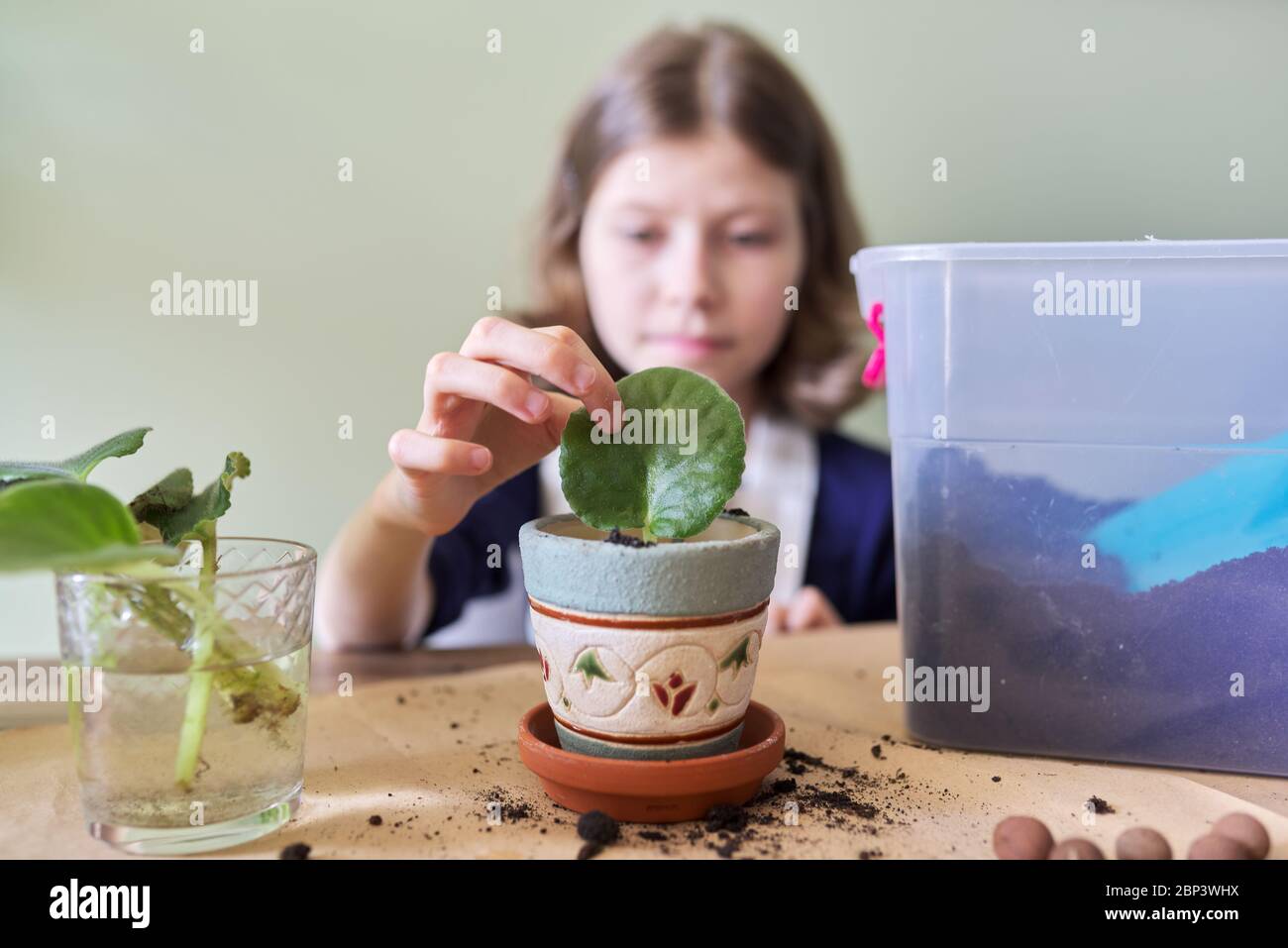 Girl child plants leaf of saintpaulia young plant in pot Stock Photo ...