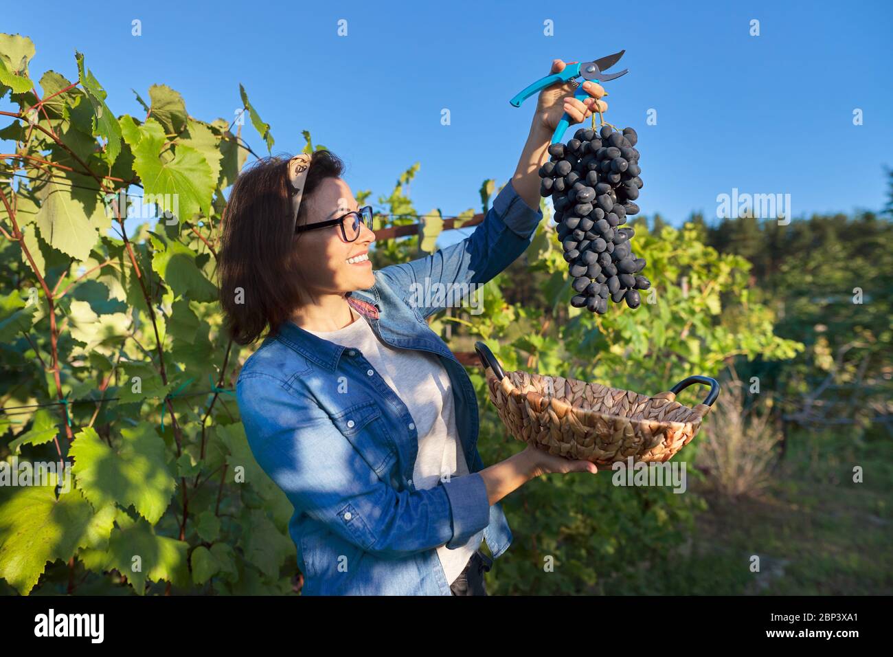 Hand cutting the bunch of grapes hi-res stock photography and images ...