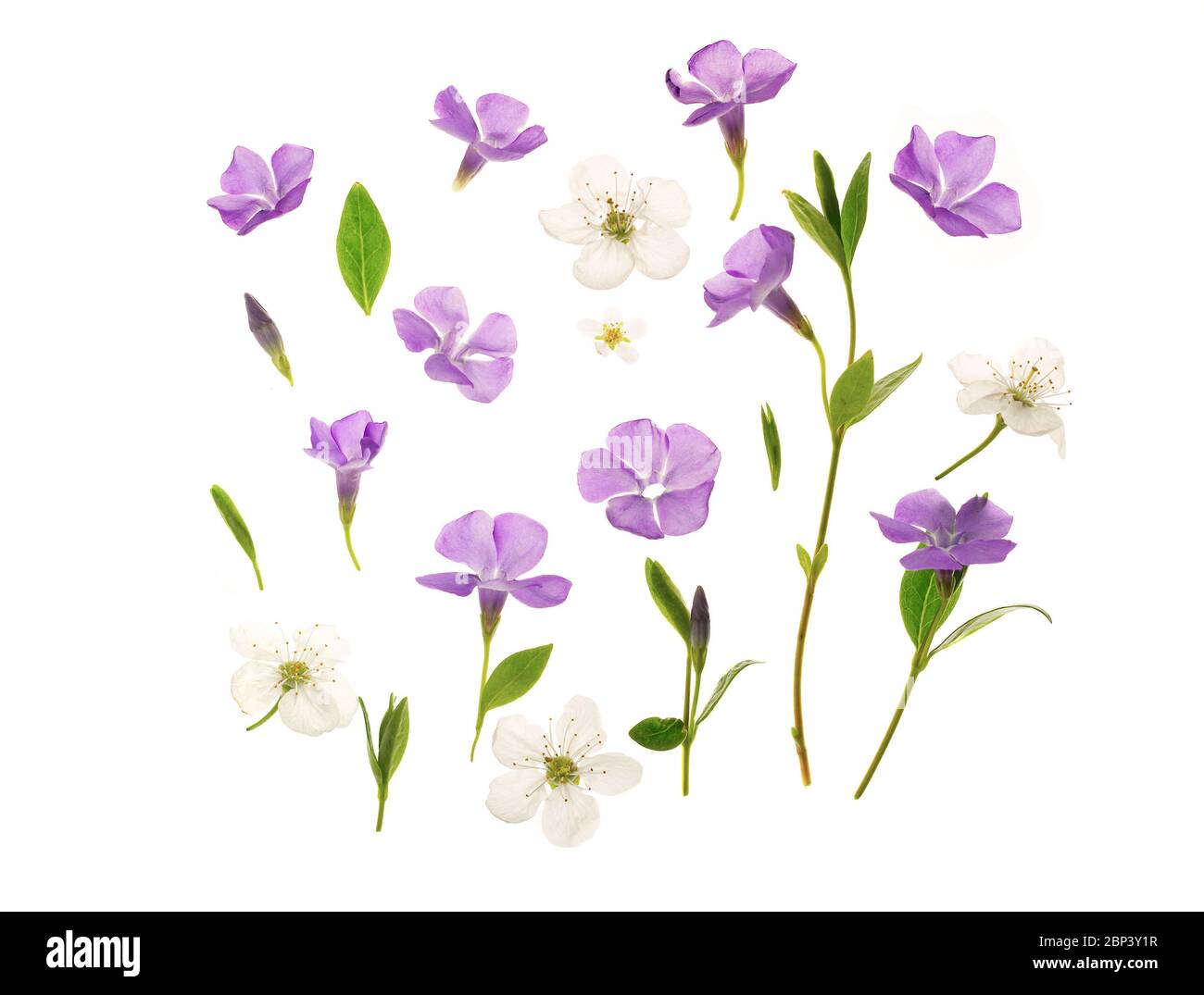 Periwinkle Flower Clipart Border