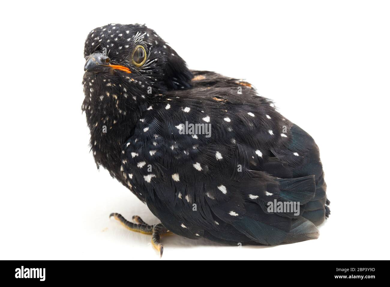 A young plaintive cuckoo bird (Cacomantis merulinus) isolated on white ...