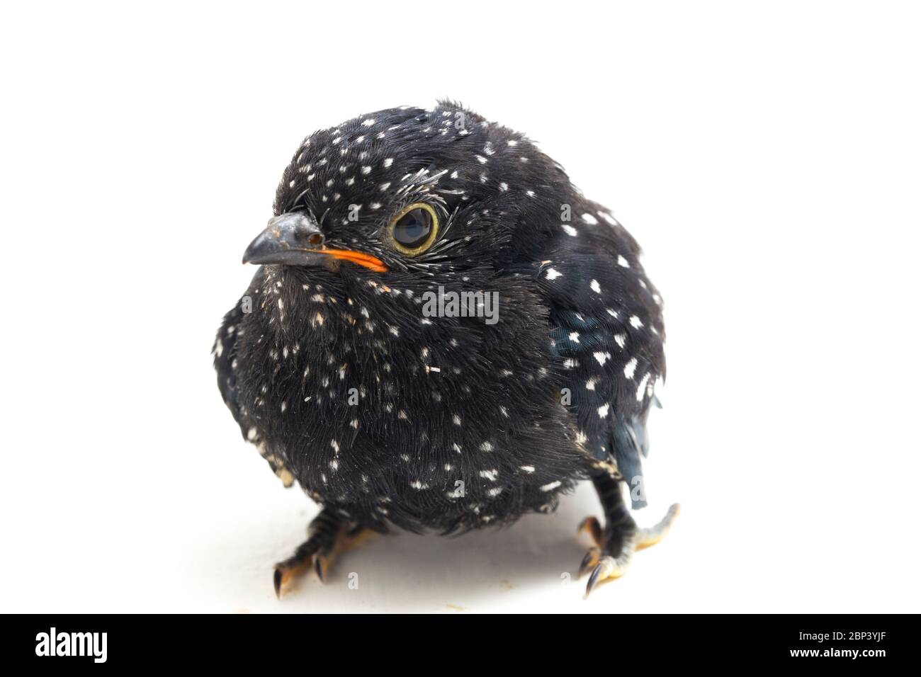 A young plaintive cuckoo bird (Cacomantis merulinus) isolated on white ...