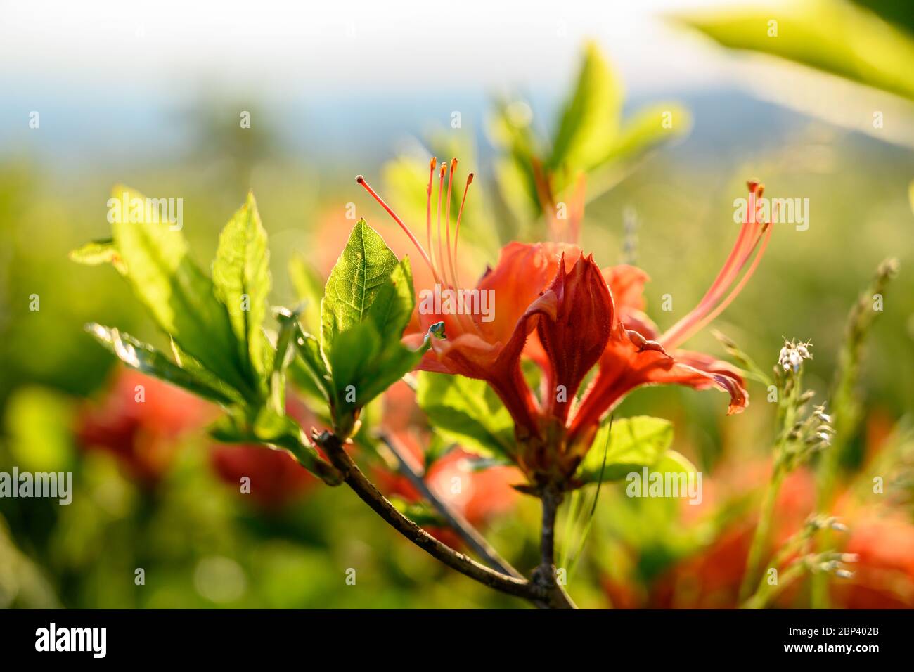 Azalea blooms hi-res stock photography and images - Alamy