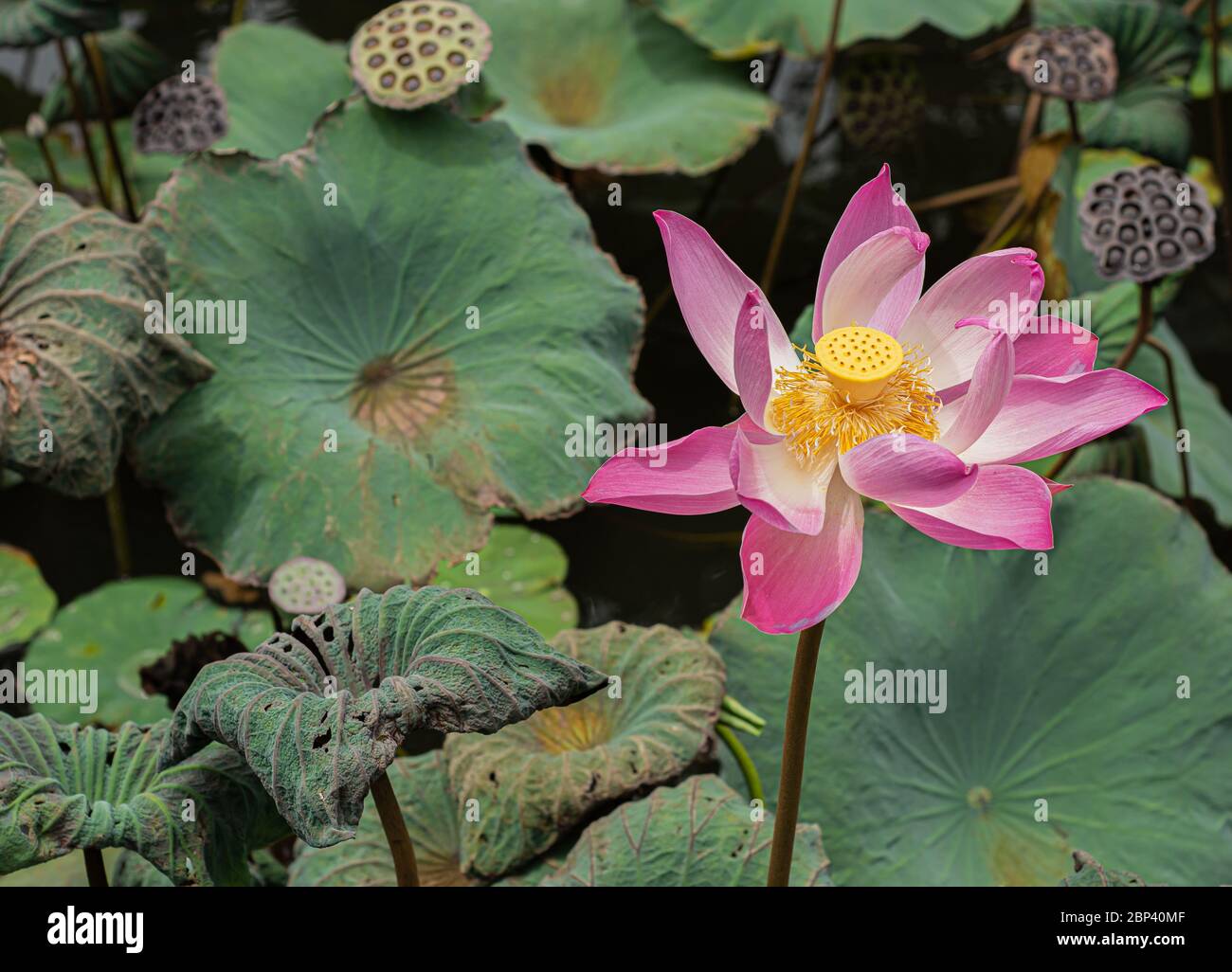 colorful lotto flower oppening up in the summer session Stock Photo - Alamy