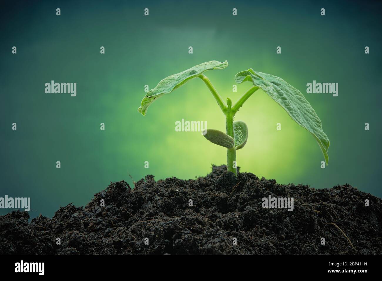 Jack and the beanstalk story hi-res stock photography and images - Alamy