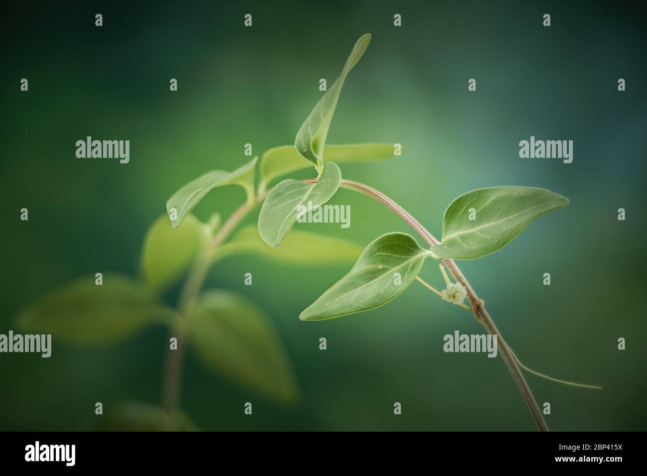 Creeper plant in the garden Stock Photo - Alamy