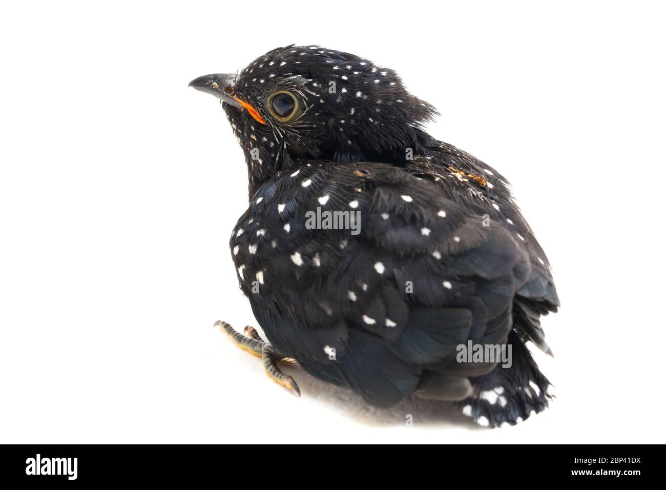 A young plaintive cuckoo bird (Cacomantis merulinus) isolated on white ...