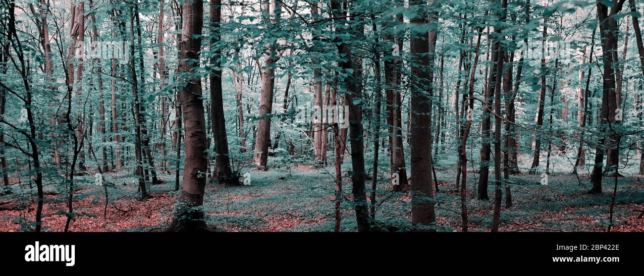 Panorama of the mysterious mystical forest of gray-green color Stock ...
