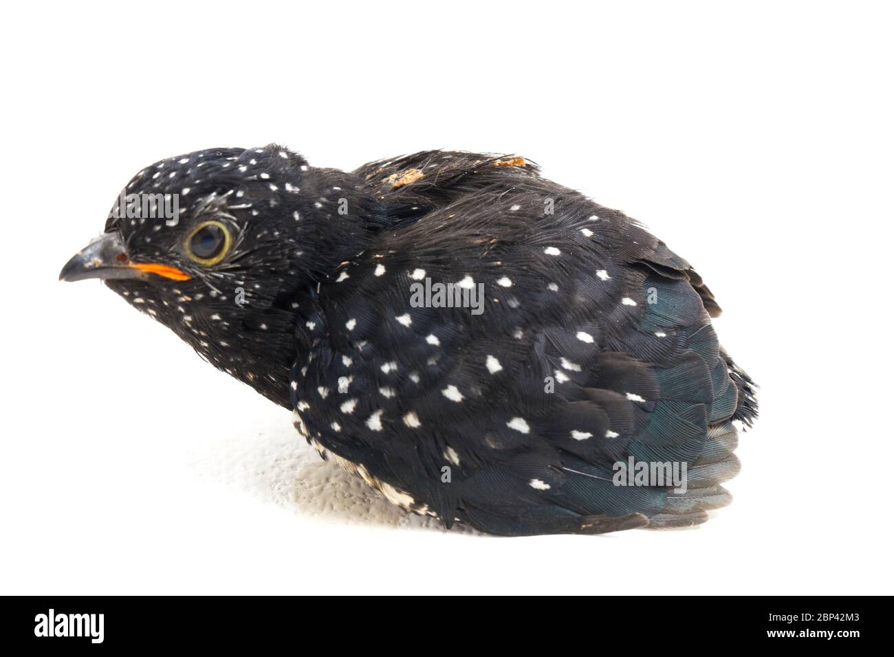 A young plaintive cuckoo bird (Cacomantis merulinus) isolated on white ...