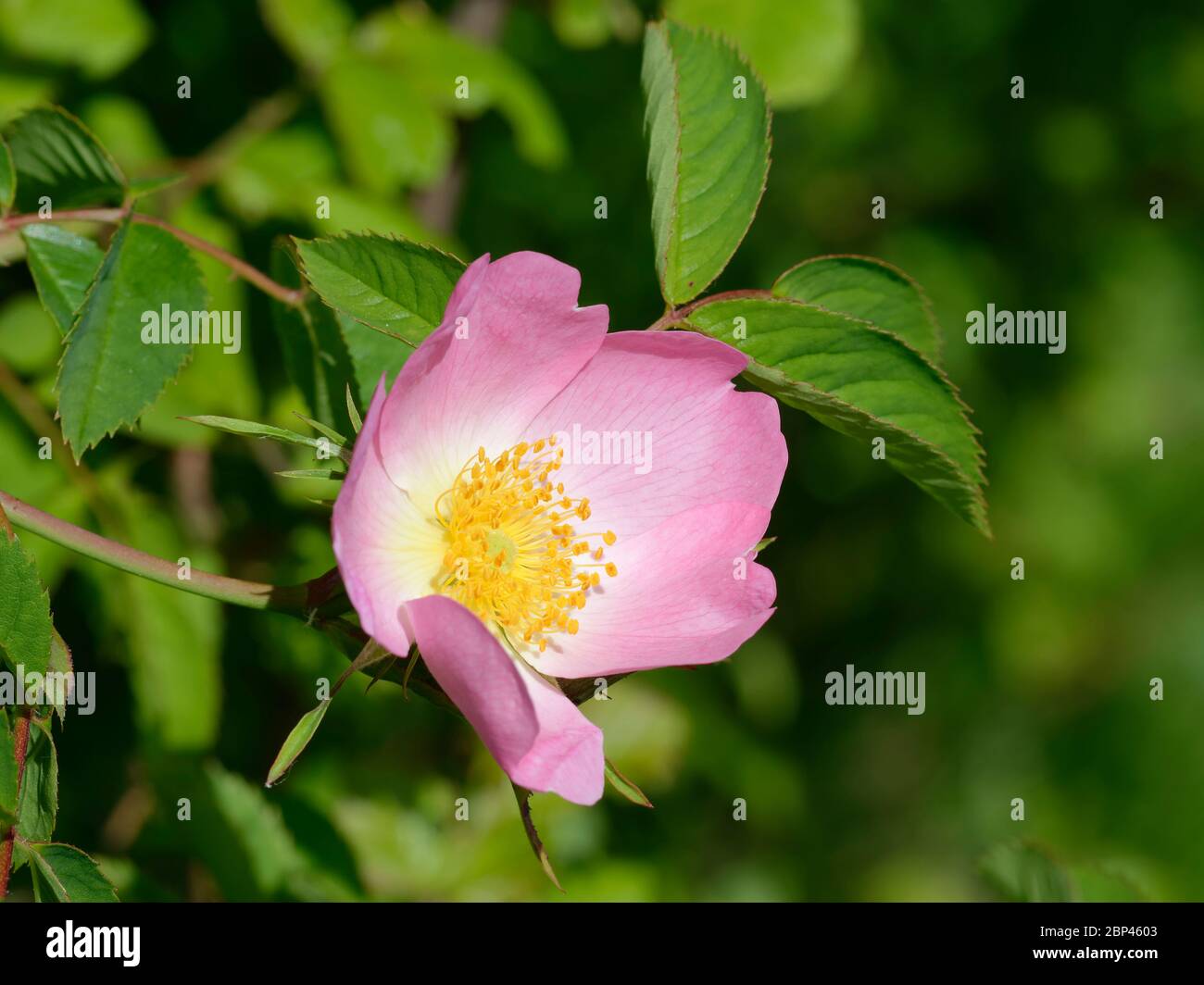 Dog Rose - Rosa canina Pink hedgerow flower & leaves Stock Photo - Alamy