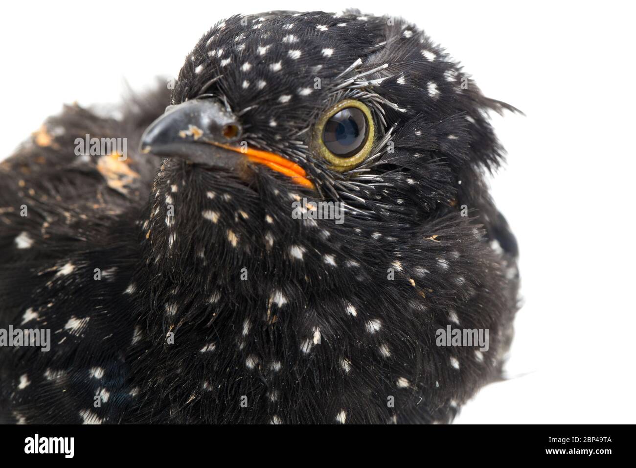 A young plaintive cuckoo bird (Cacomantis merulinus) isolated on white ...