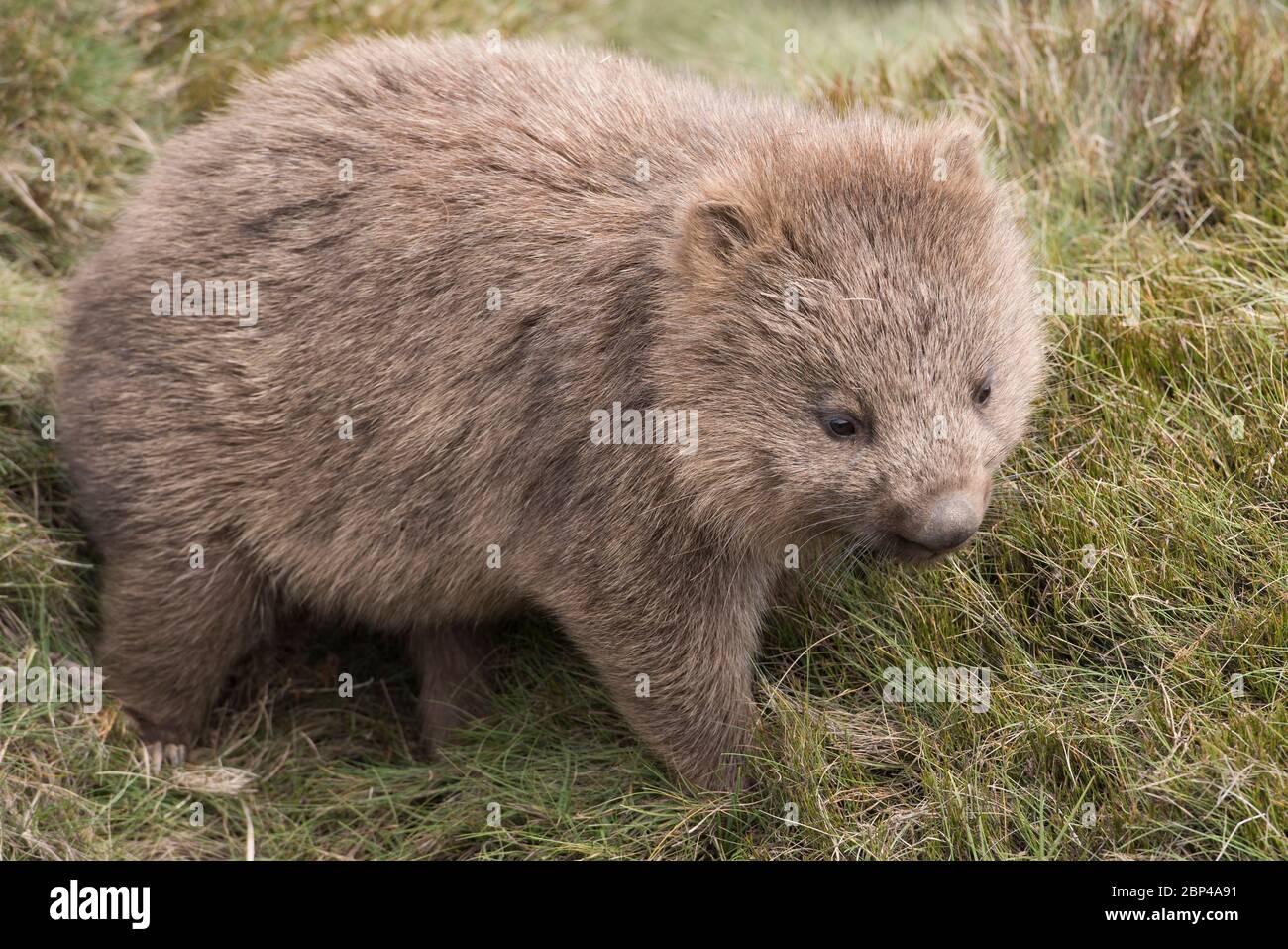 Tasmania Wombat High Resolution Stock Photography and Images - Alamy