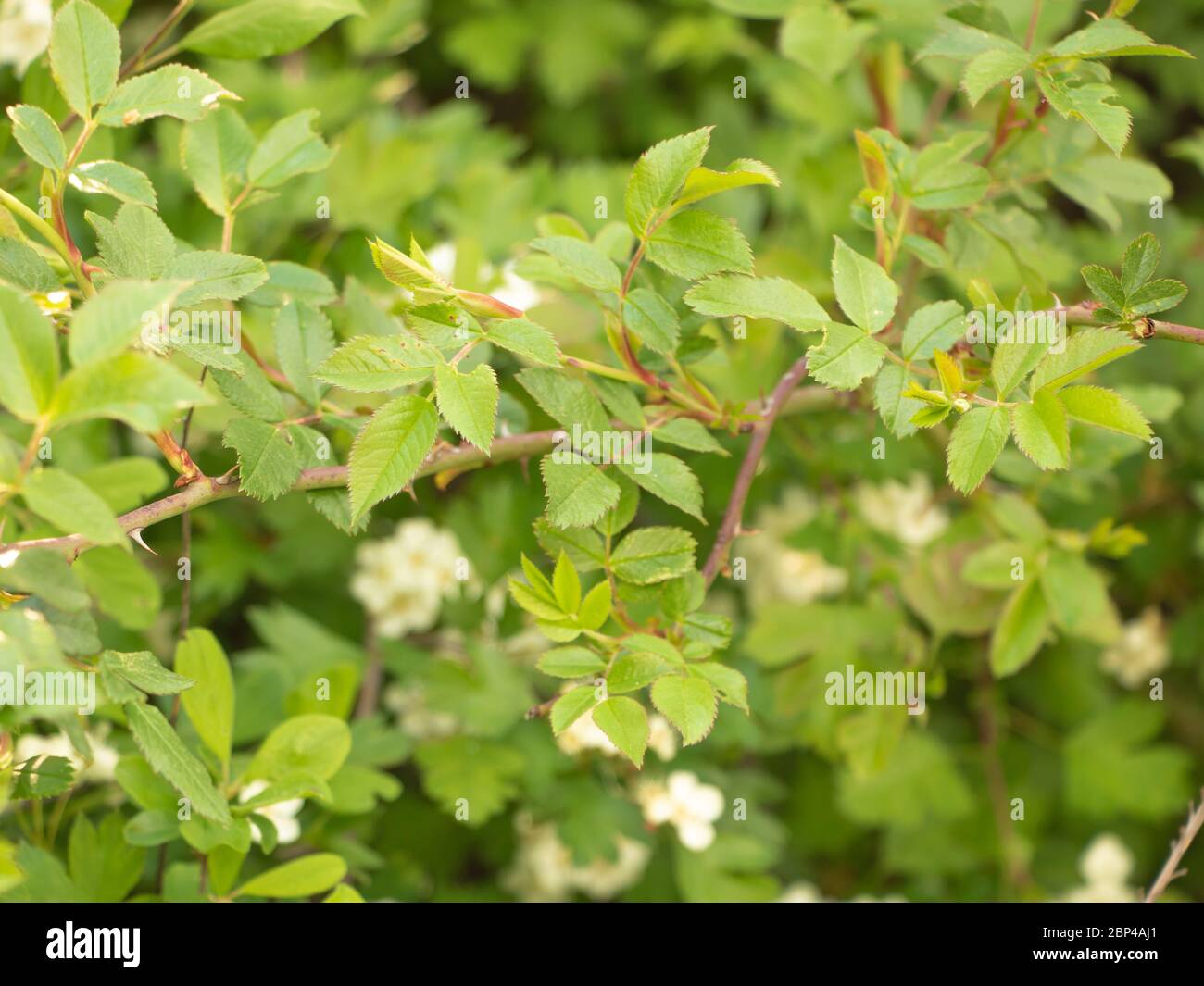 Dog rose growing in the nature into the wild Stock Photo - Alamy
