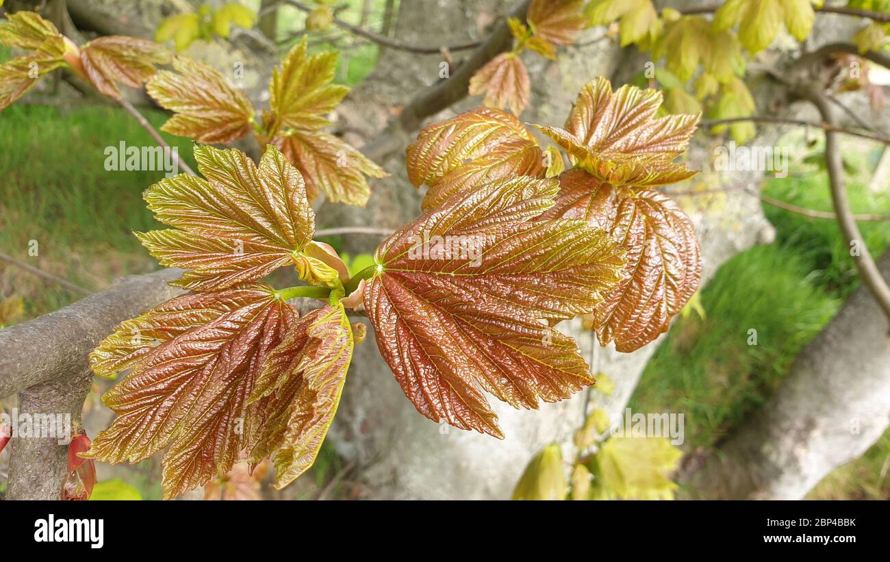 New leaves growing on tree Stock Photo - Alamy