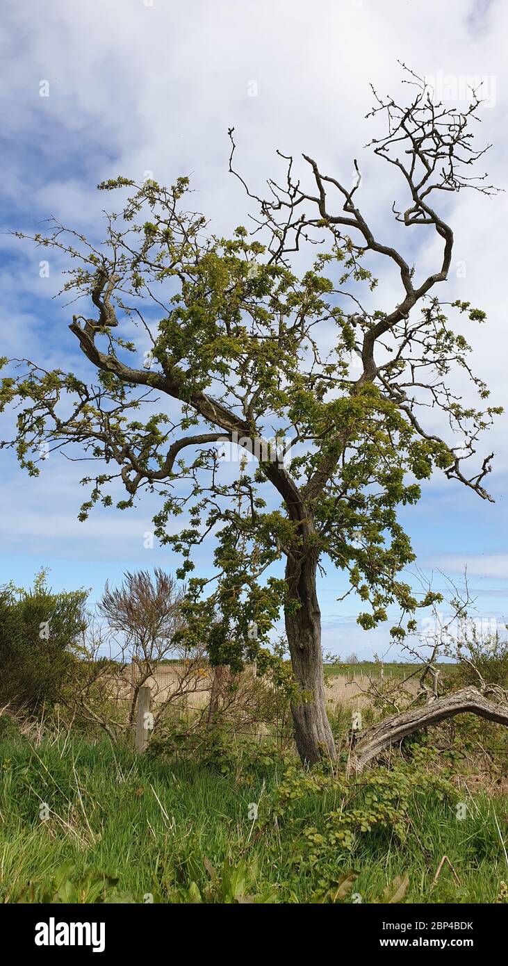 Y shape tree hi-res stock photography and images - Alamy