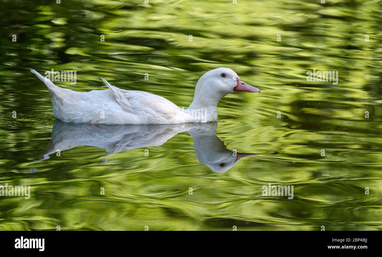 Allier white duck swimming in a lake reflecting a nice green background ...