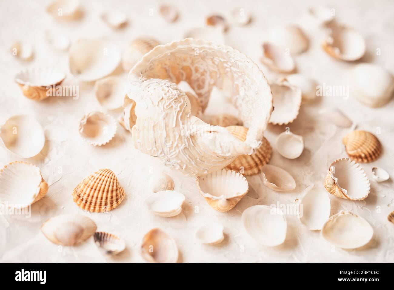 Set of different seashells, top view, summer vacation concept Stock ...