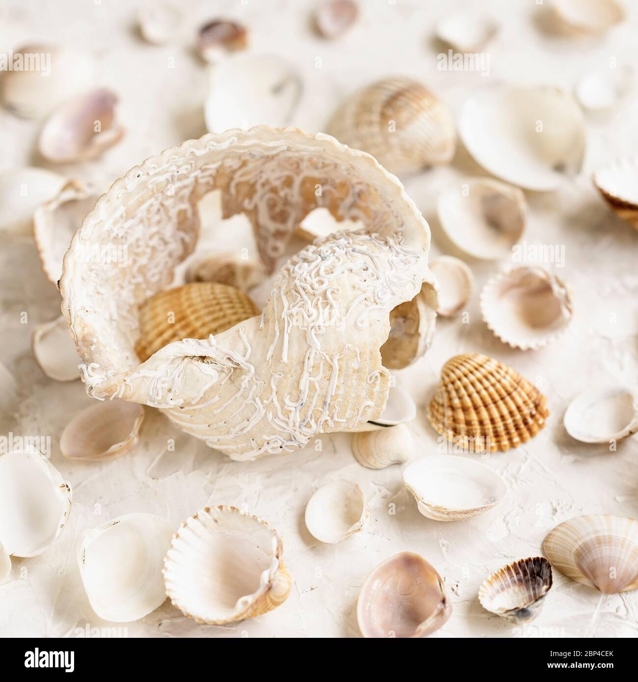 Seashell ocean sea shells hi-res stock photography and images - Alamy