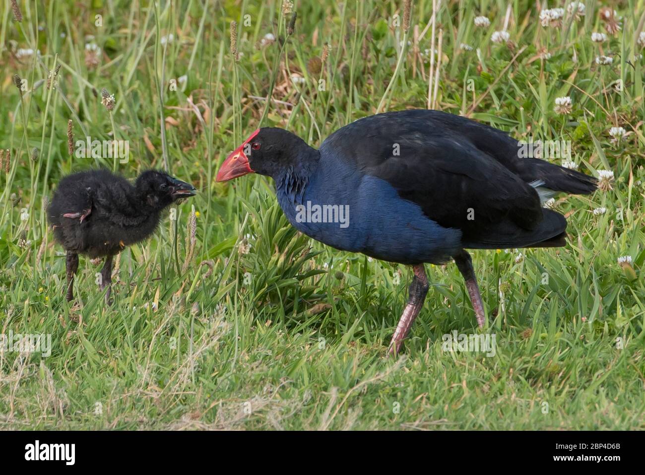 An Australasian swamphen (Porphyrio melanotus) and chick at Darby River ...