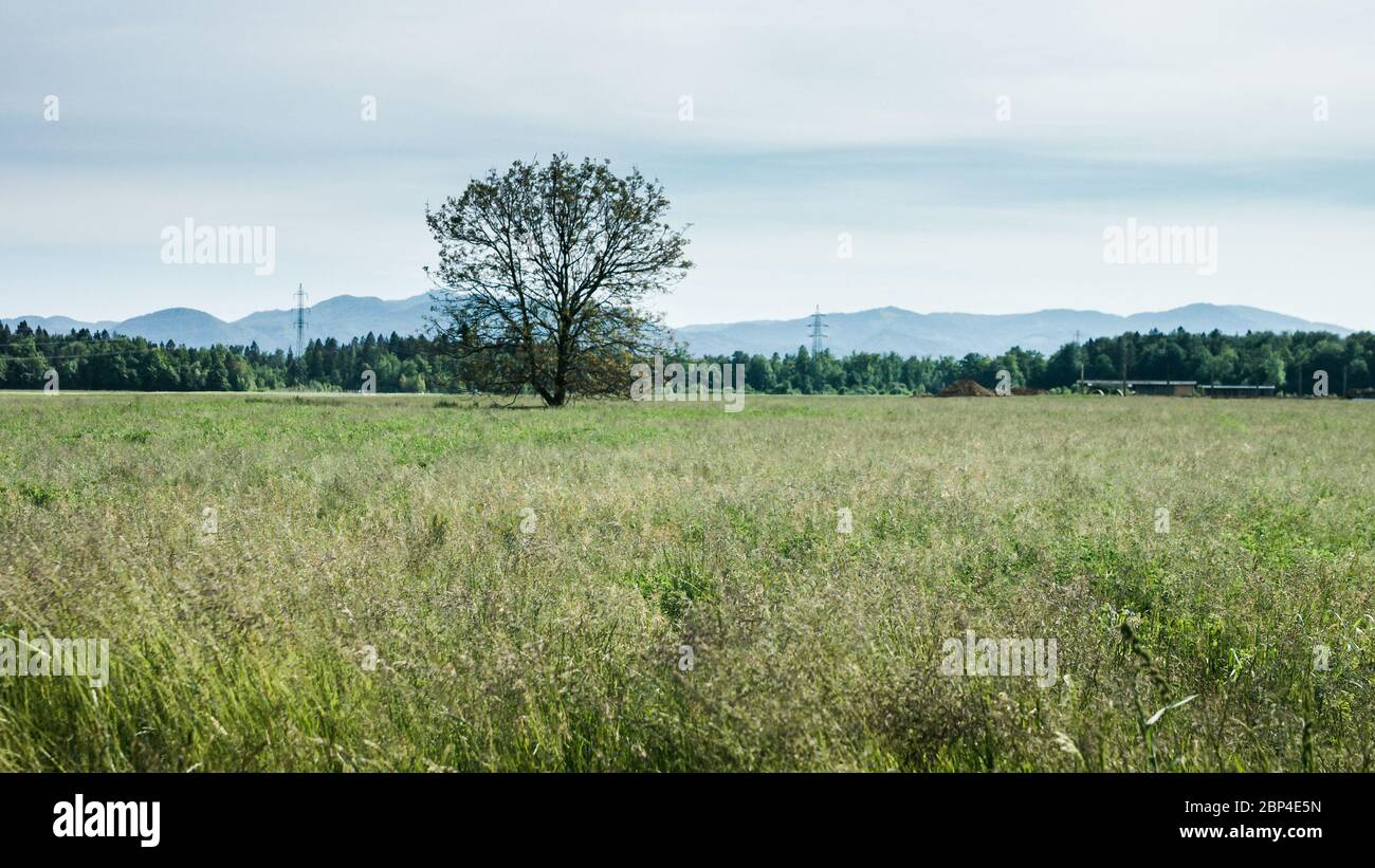 Green Grass Field with beautiful tree and wind Stock Photo - Alamy