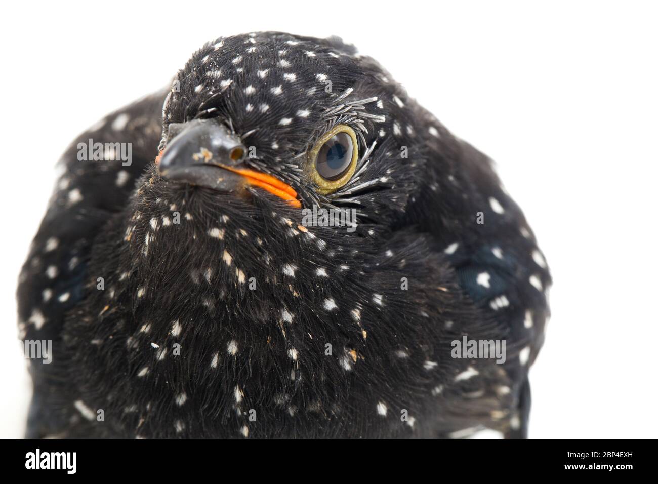 A young plaintive cuckoo bird (Cacomantis merulinus) isolated on white ...