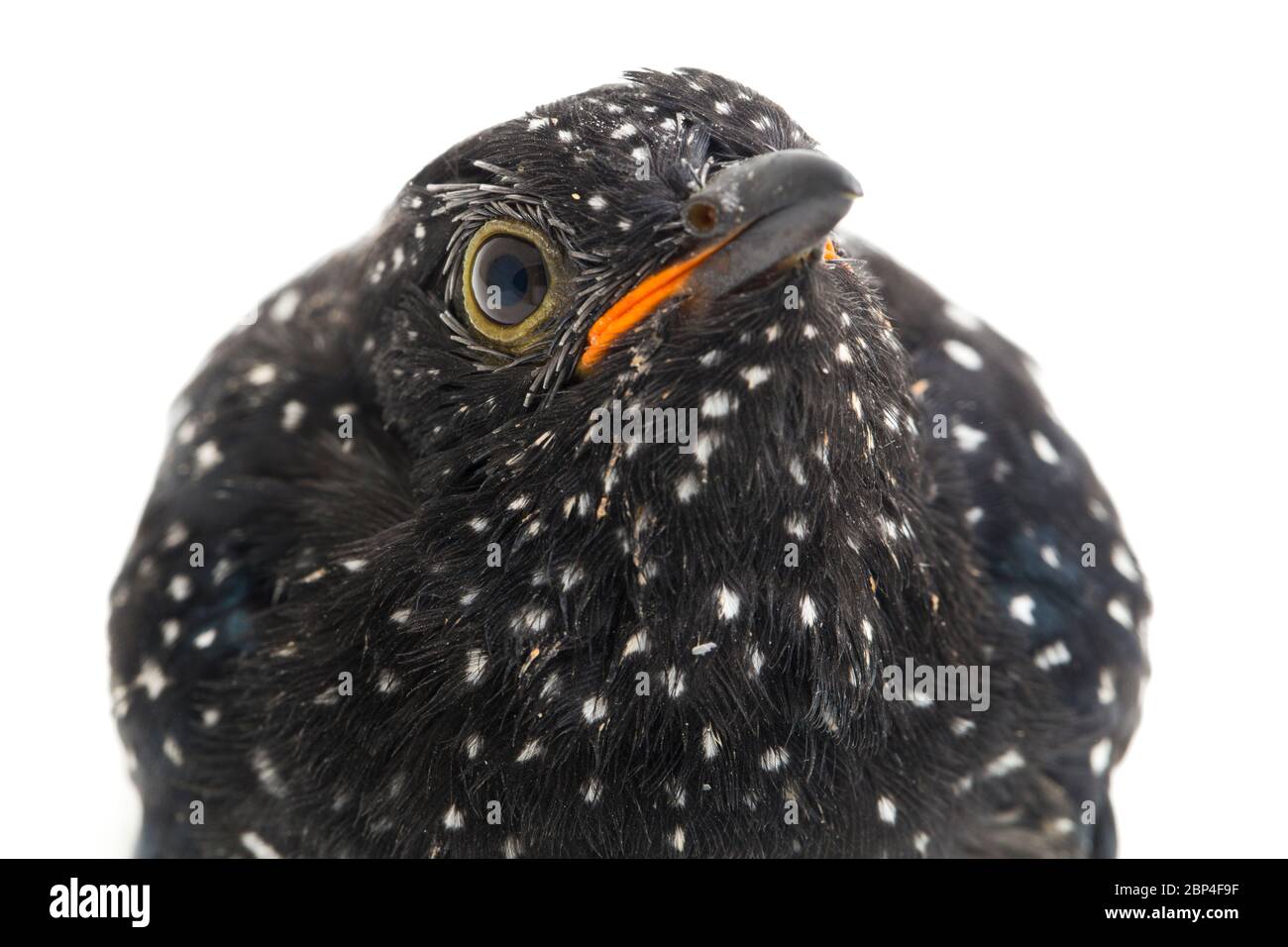 A young plaintive cuckoo bird (Cacomantis merulinus) isolated on white ...