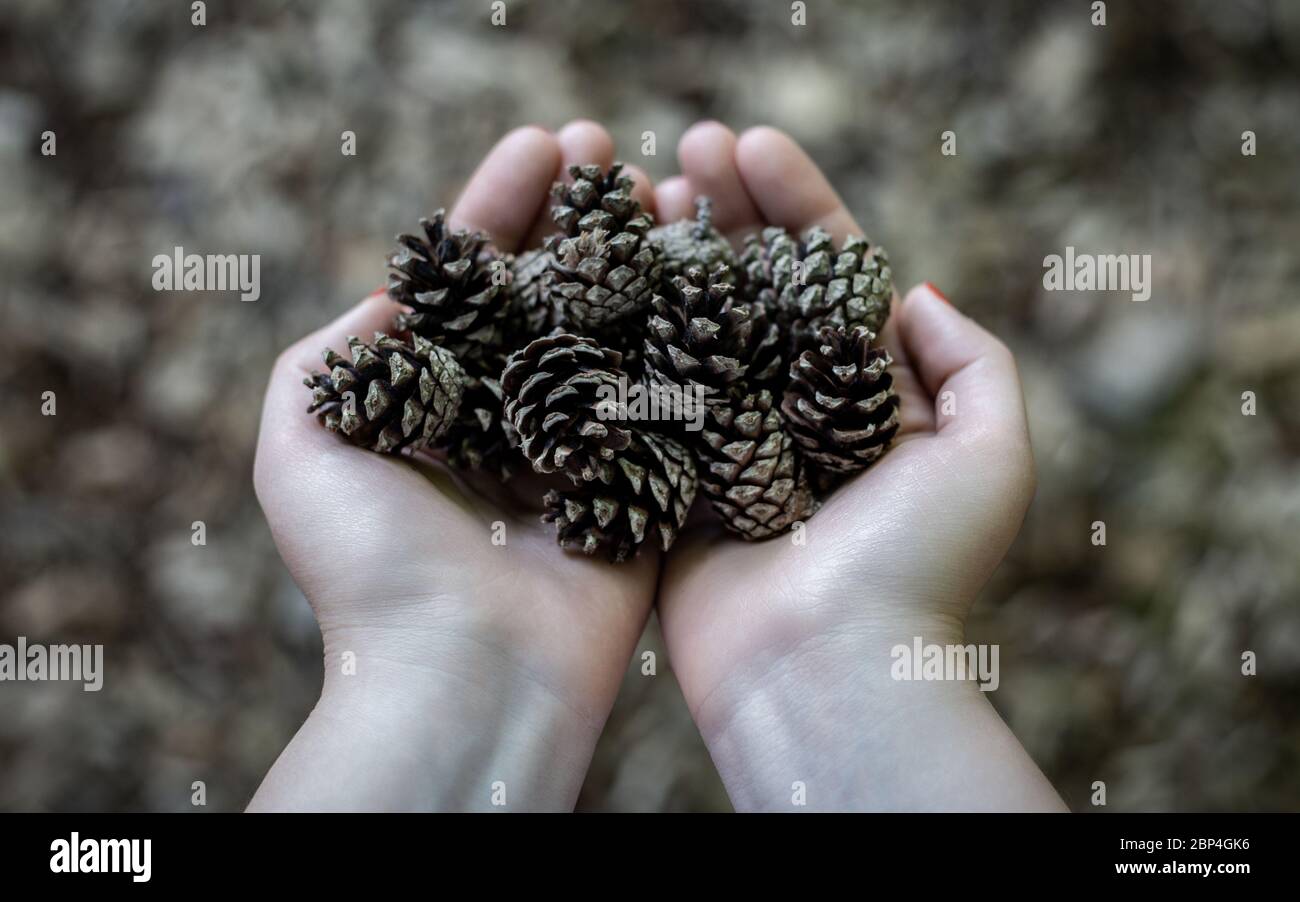 Collecting pine cones hi-res stock photography and images - Alamy