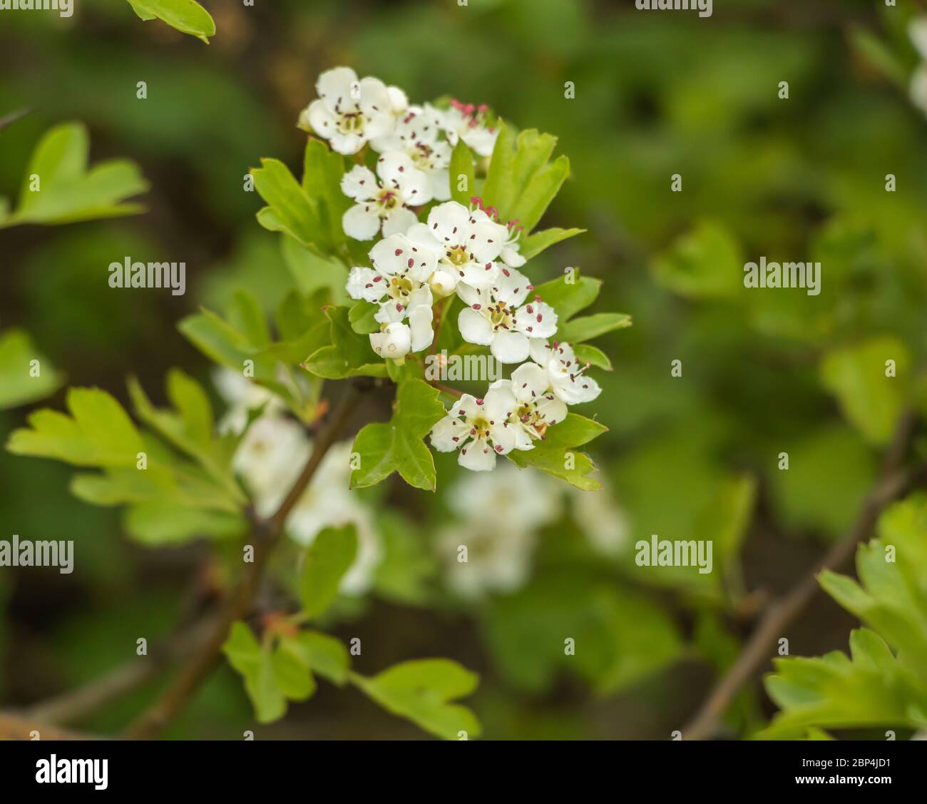 Hawthorn tree in beautiful white blooms in spring Stock Photo - Alamy