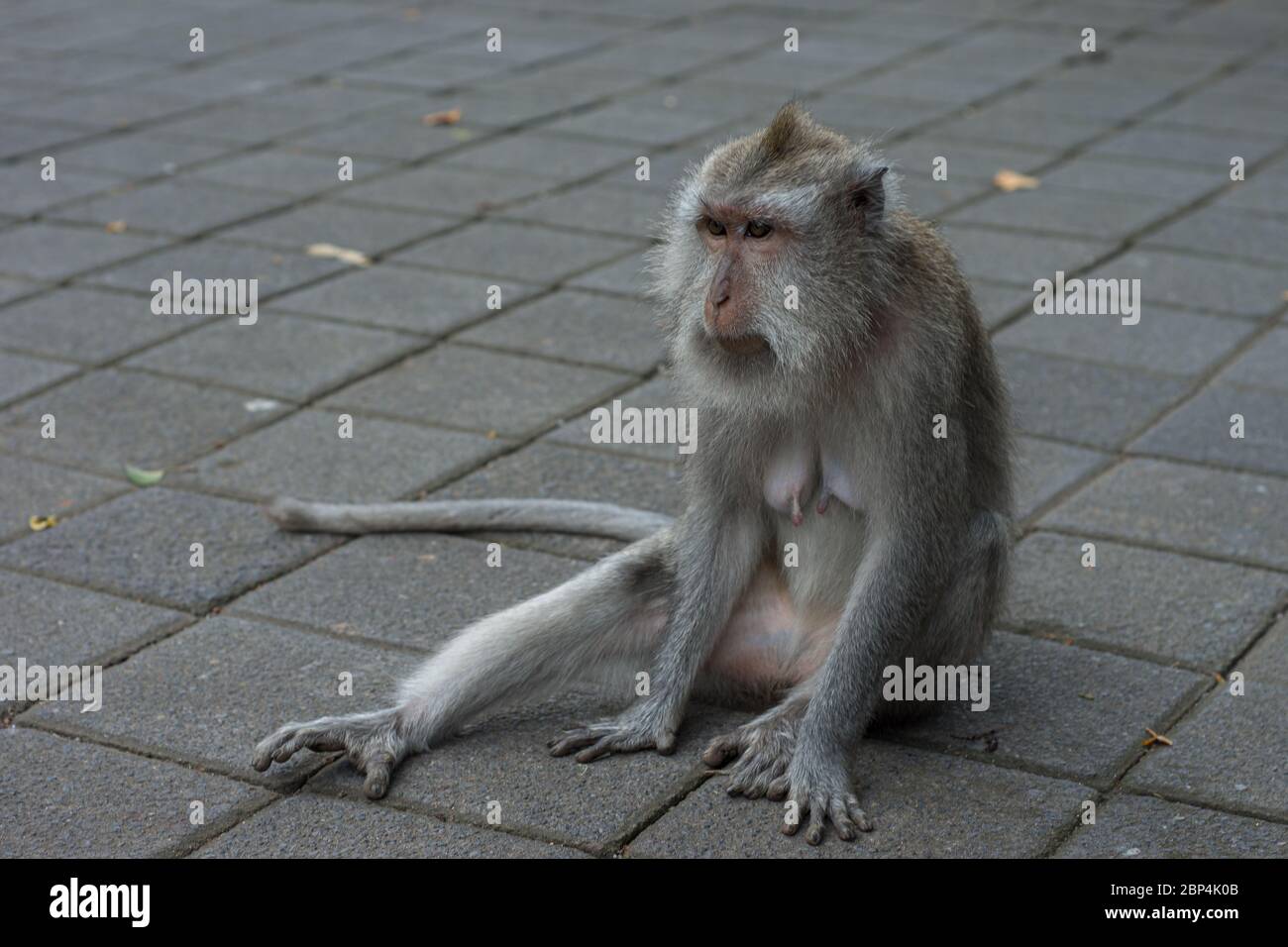 little Monkeys playing Around, bali, ubud, indonesia, 2019 Stock Photo ...