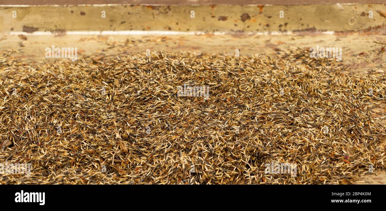 Lots of merigold seeds are ready for planting Stock Photo - Alamy