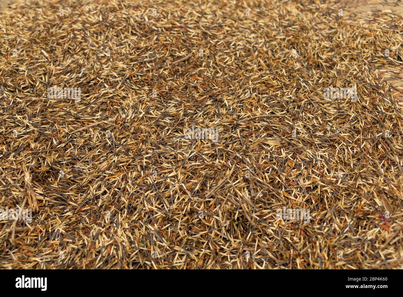 Thousands of seeds of merigold are redy to plant. Seeds texture Stock ...
