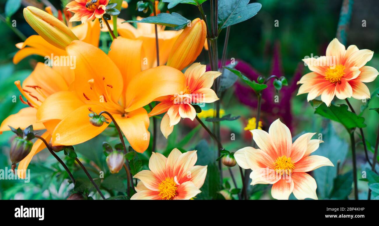 Beautiful lilly garden bed hi-res stock photography and images - Alamy