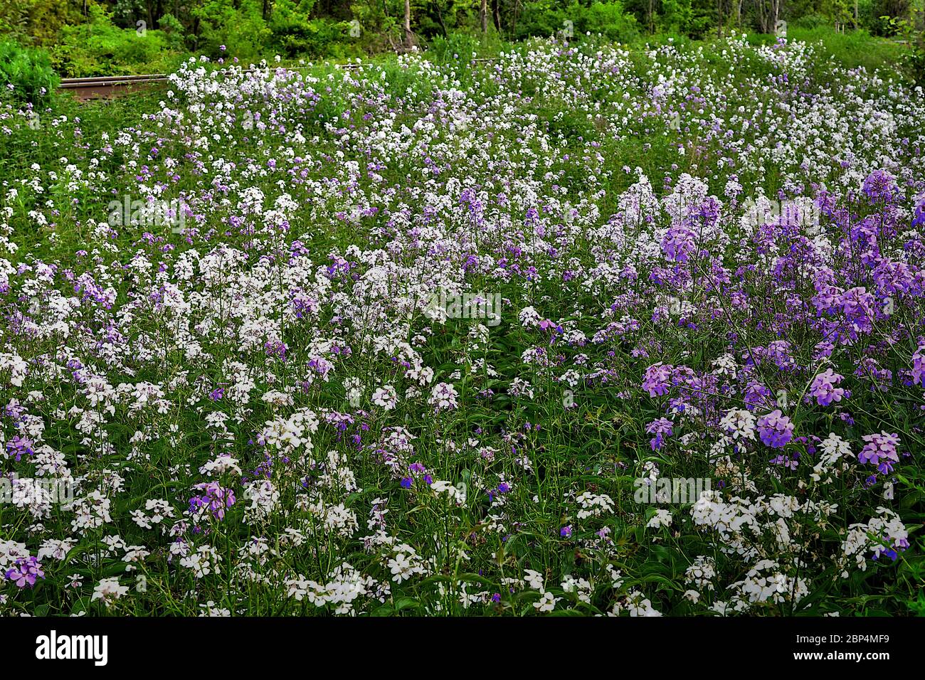 Crothers woods hi-res stock photography and images - Alamy