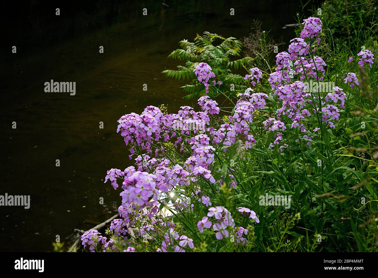 Ontario Wildflowers High Resolution Stock Photography and Images - Alamy