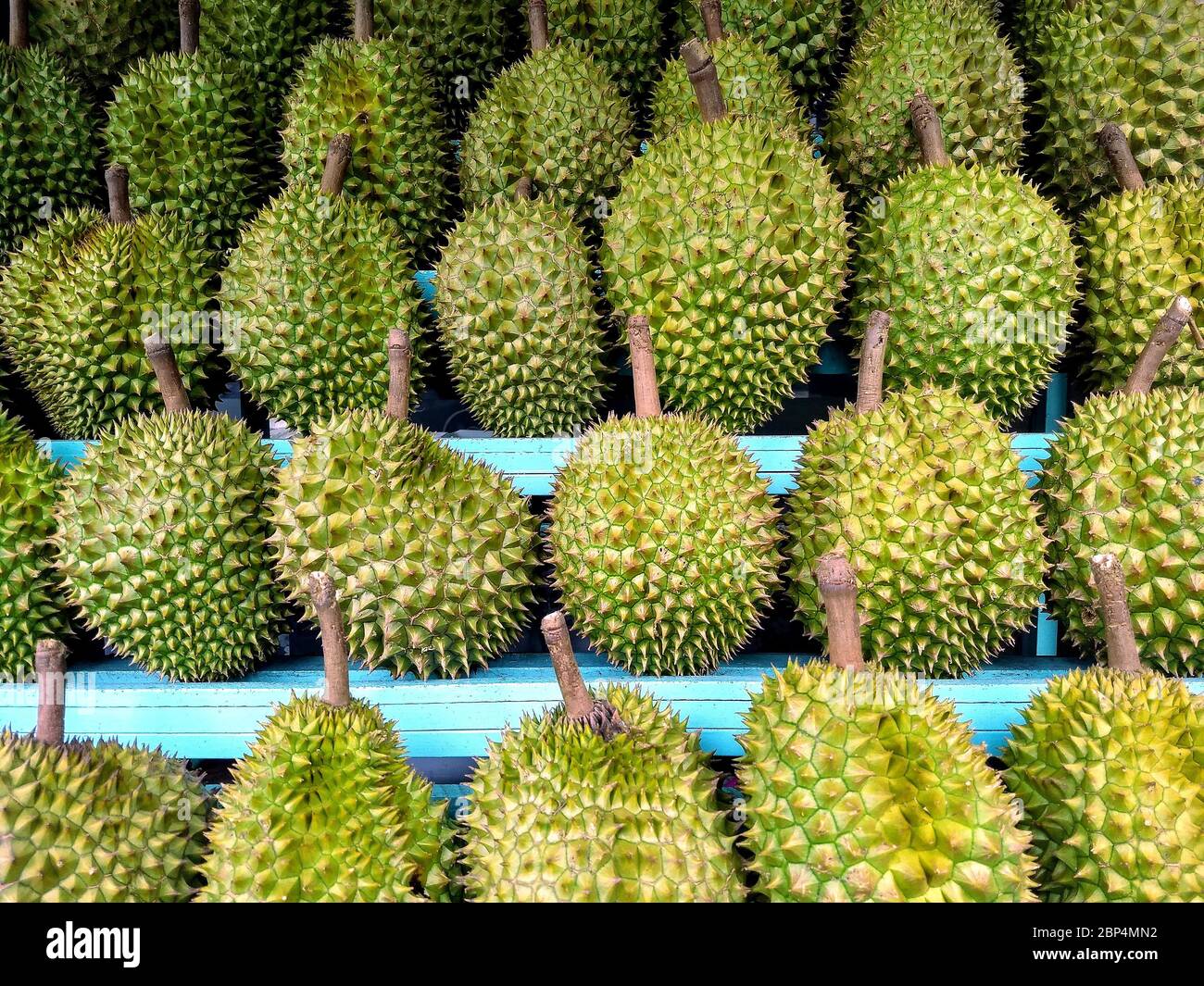 Vietnamese Durian Fruit, rows of fresh harvested ripe tropical Durian ...