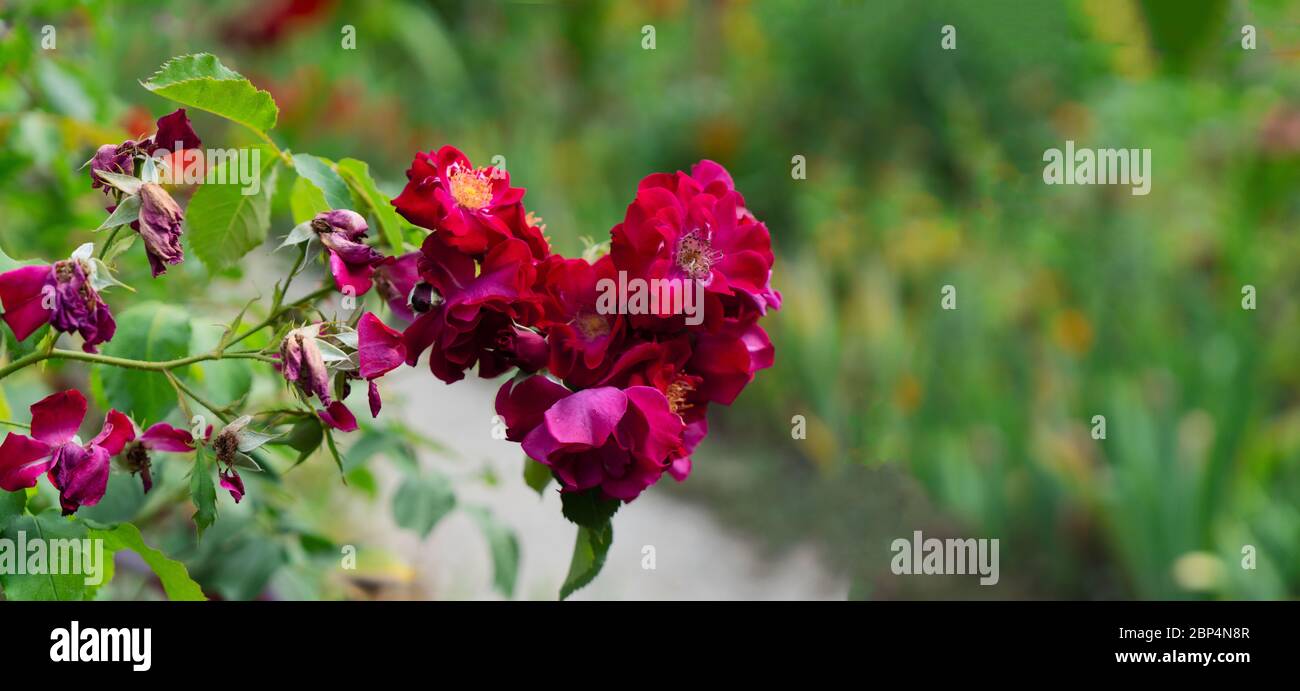 Wide web banner with roses Stock Photo - Alamy