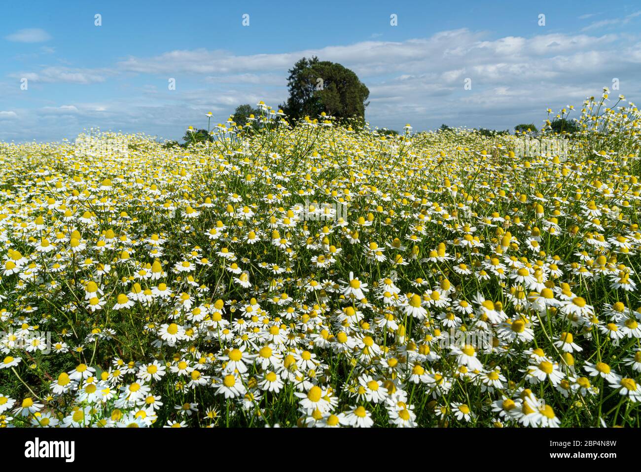Lawn chamomile hi-res stock photography and images - Alamy