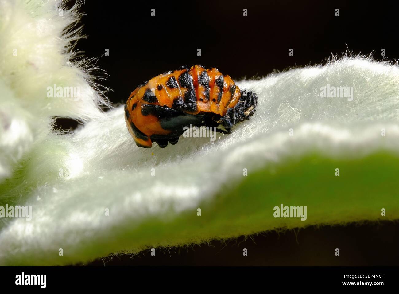 Invasive ladybird hi-res stock photography and images - Alamy