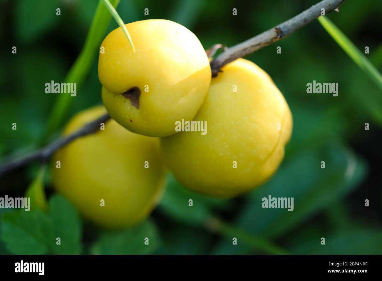 Ripe yellow quince fruits grows on quince tree with green foliage Stock ...