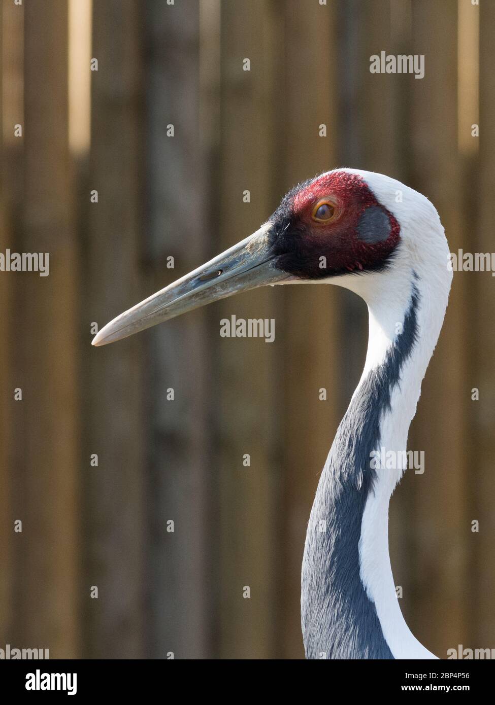 Portrait of red-crowned crane also called the Manchurian crane or ...