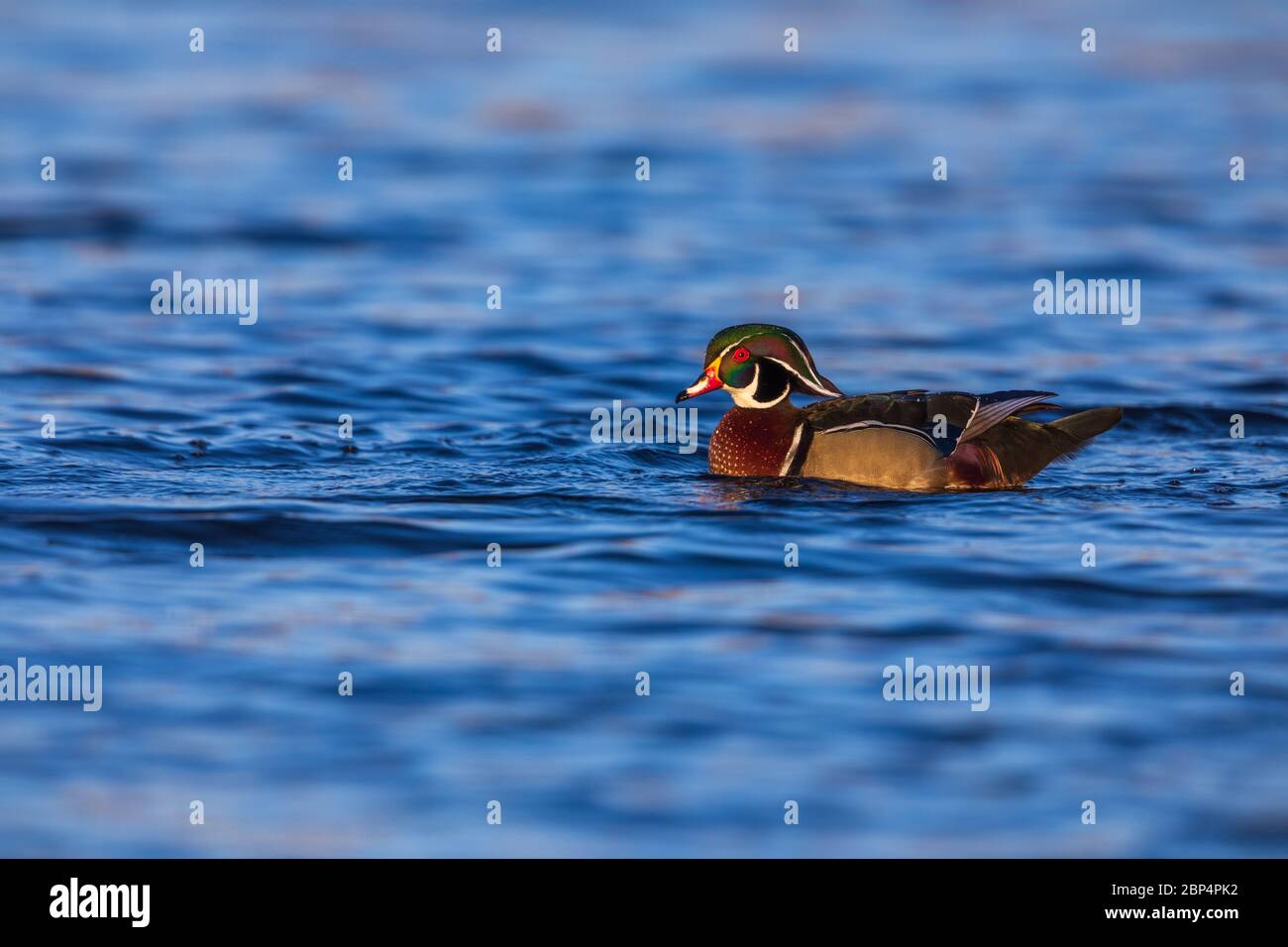 Drake wood duck in northern Wisconsin Stock Photo - Alamy