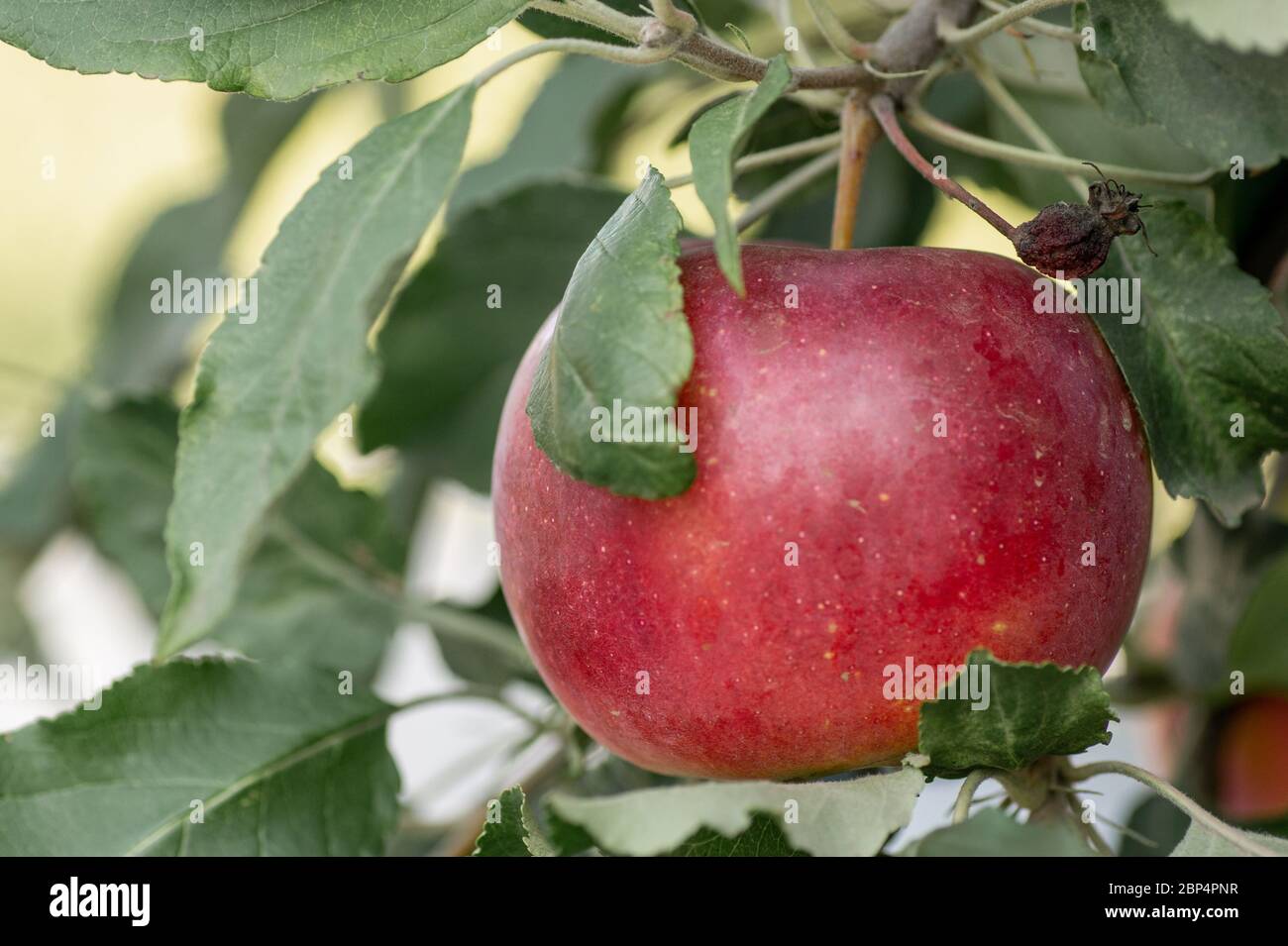 Ripe red Idared apples hang on a tree in the garden. Agricultural farm ...