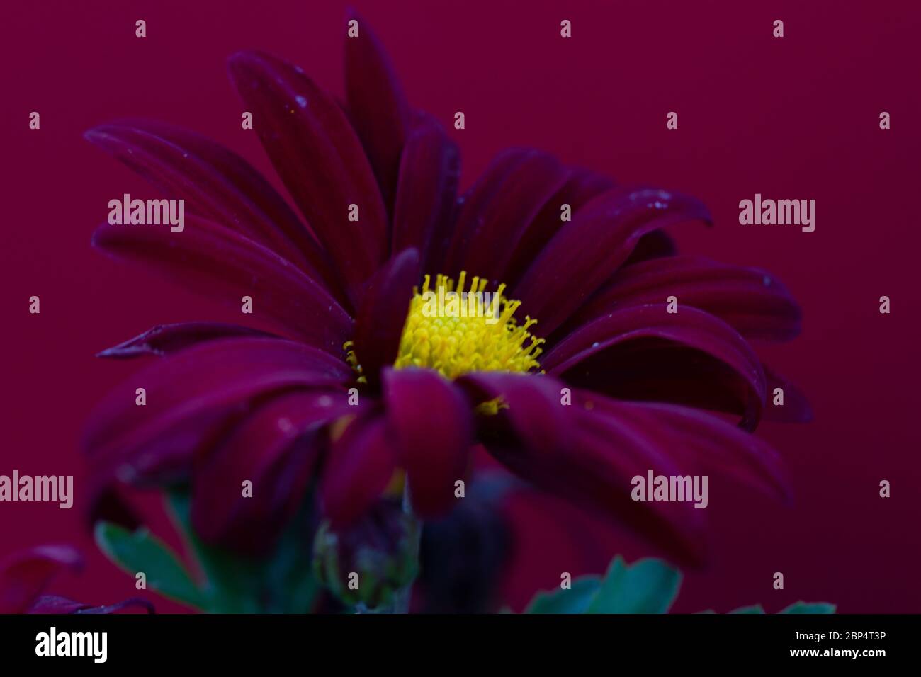 Red chrysanthemums flowering plants, also known as mums or chrysanths ...