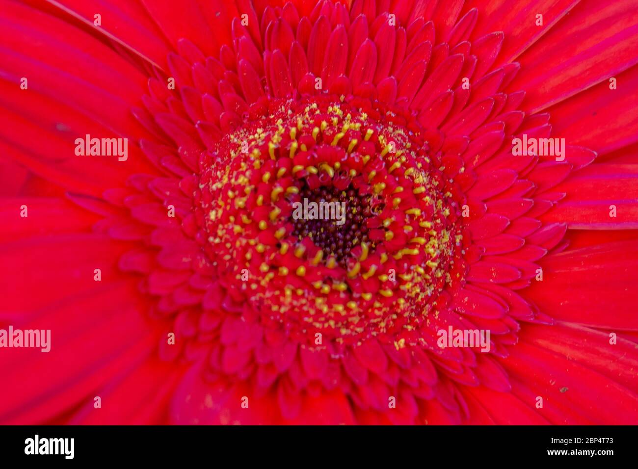 Bouquet of orange gerbera of the Asteraceae or Compositae family, commonly referred to as the ...