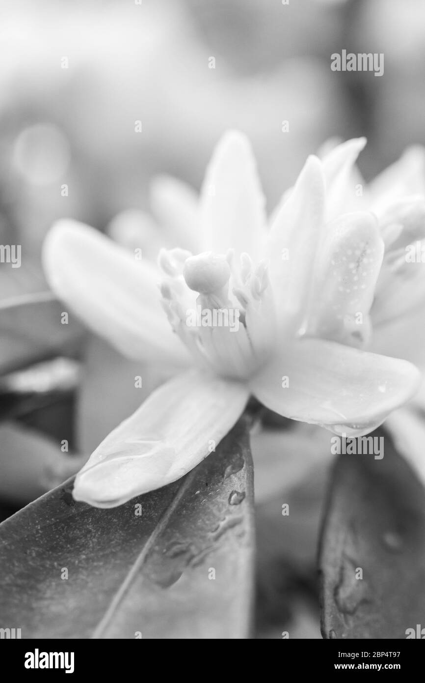 Blooming flowers on fruit tree Black and White Stock Photos & Images ...